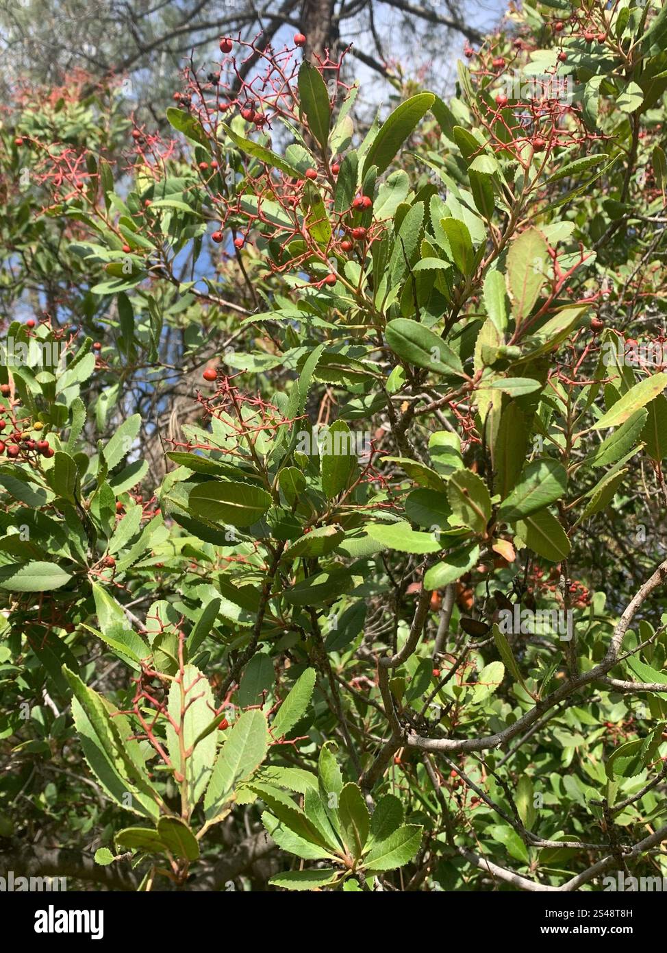 Toyon (Heteromeles arbutifolia Stock Photo - Alamy