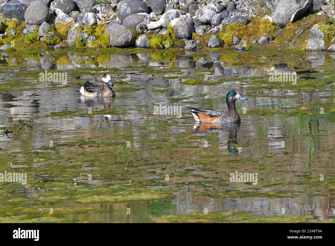 flora and fauna in southern Chile, near Puerto Varas and Frutillar ...