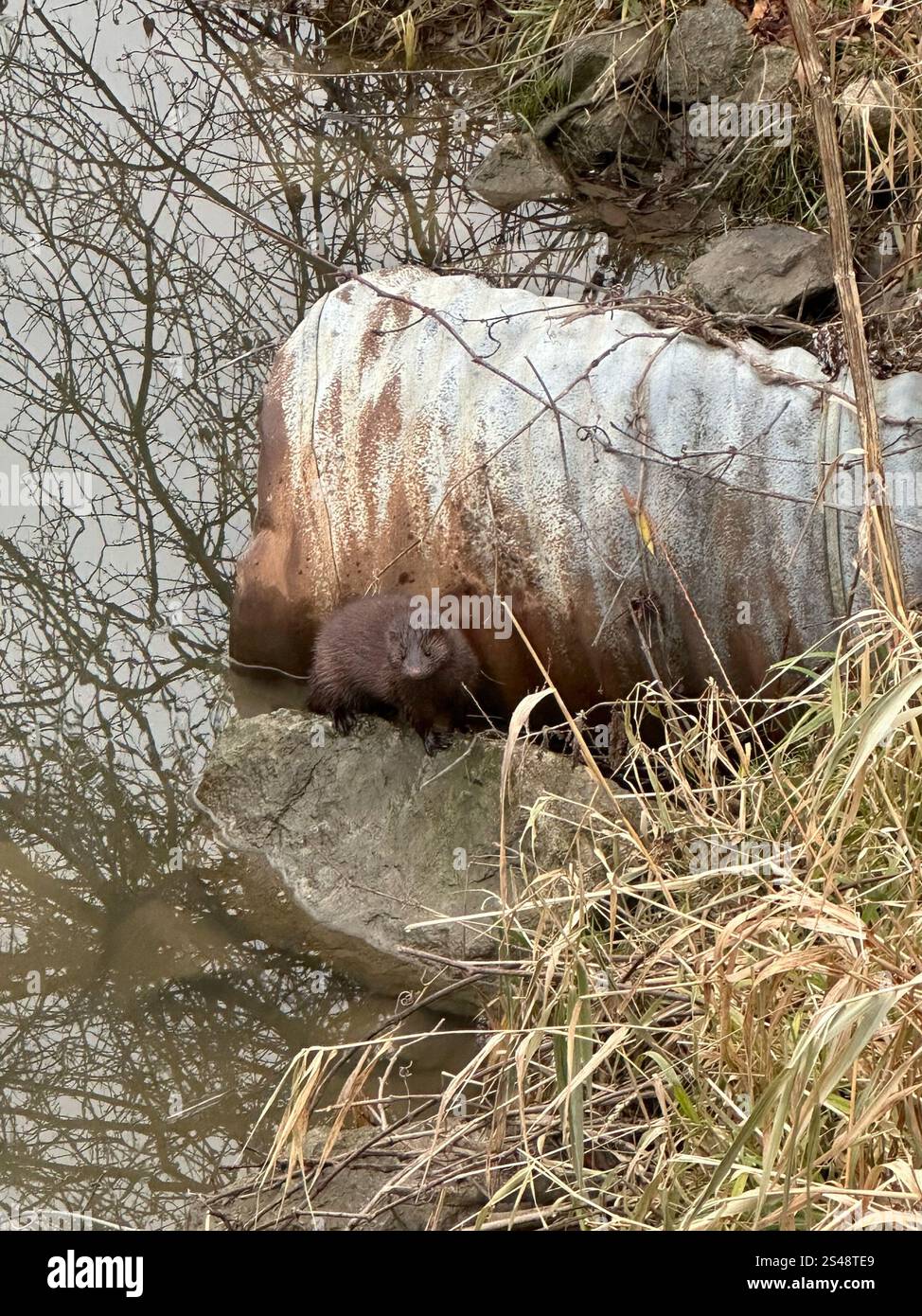 American Mink (Neogale vison Stock Photo - Alamy
