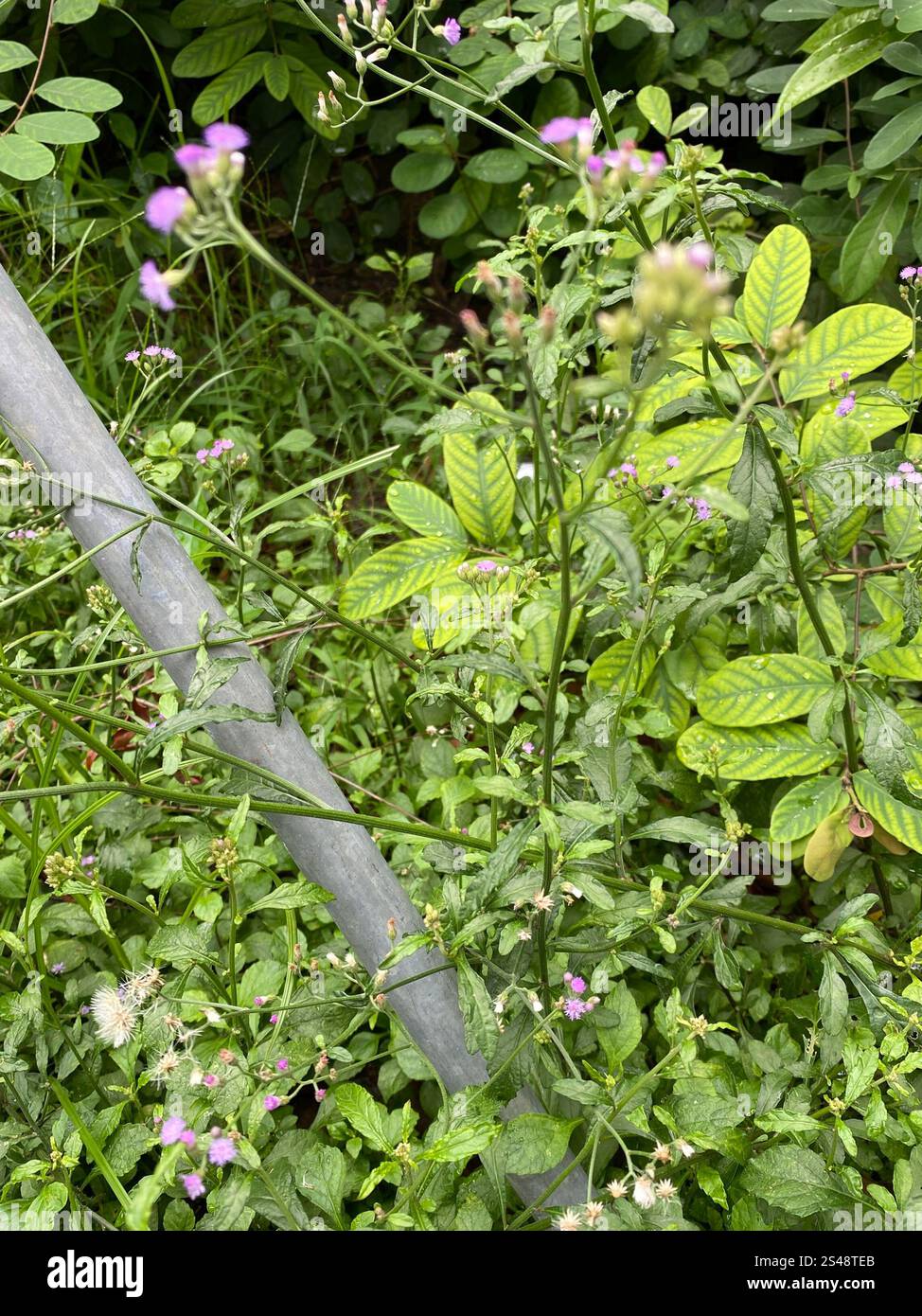 little ironweed (Cyanthillium cinereum Stock Photo - Alamy
