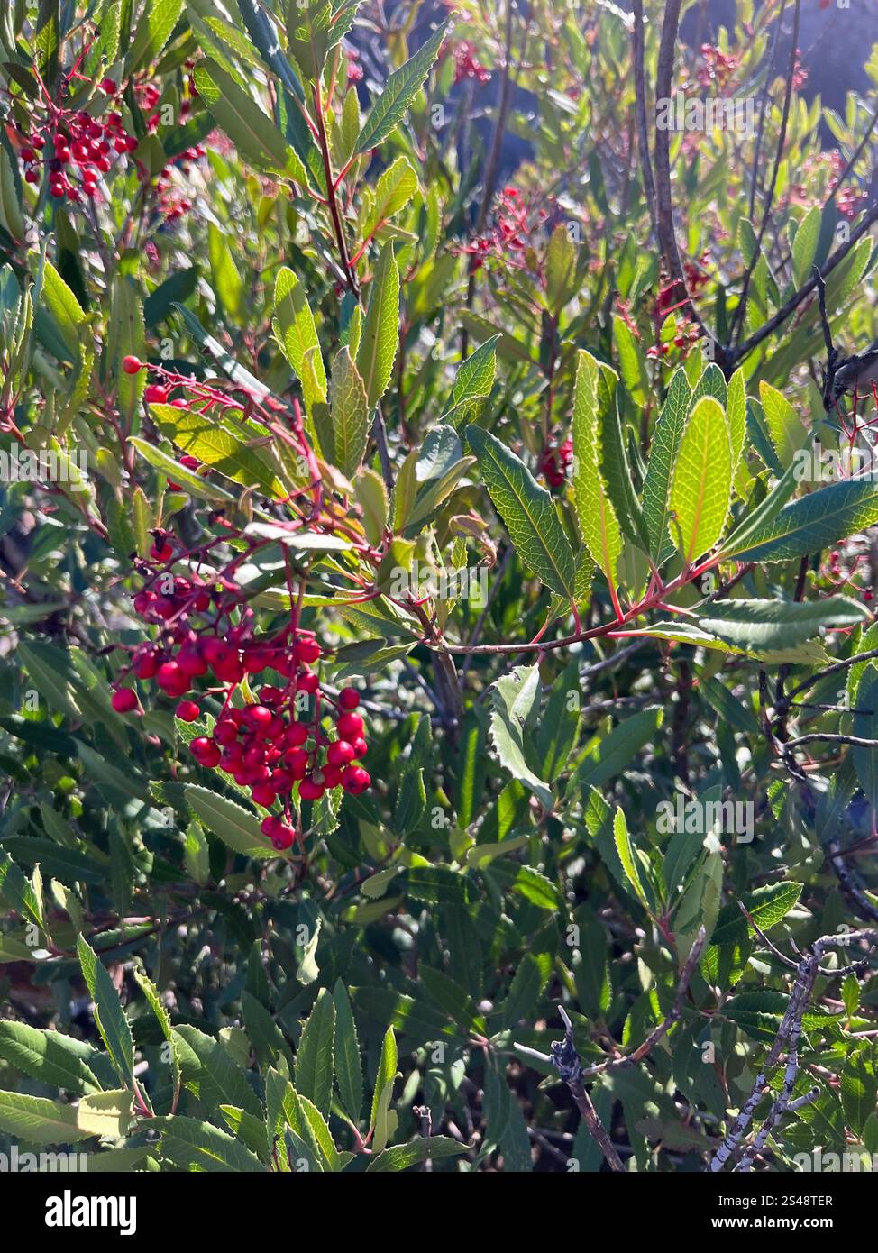 Toyon (Heteromeles arbutifolia Stock Photo - Alamy