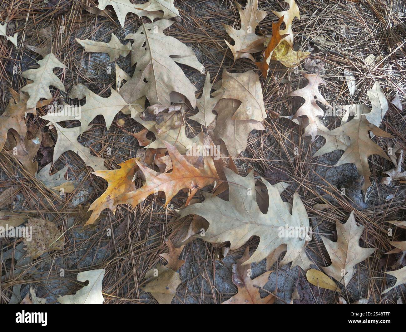 cherrybark oak (Quercus pagoda Stock Photo - Alamy