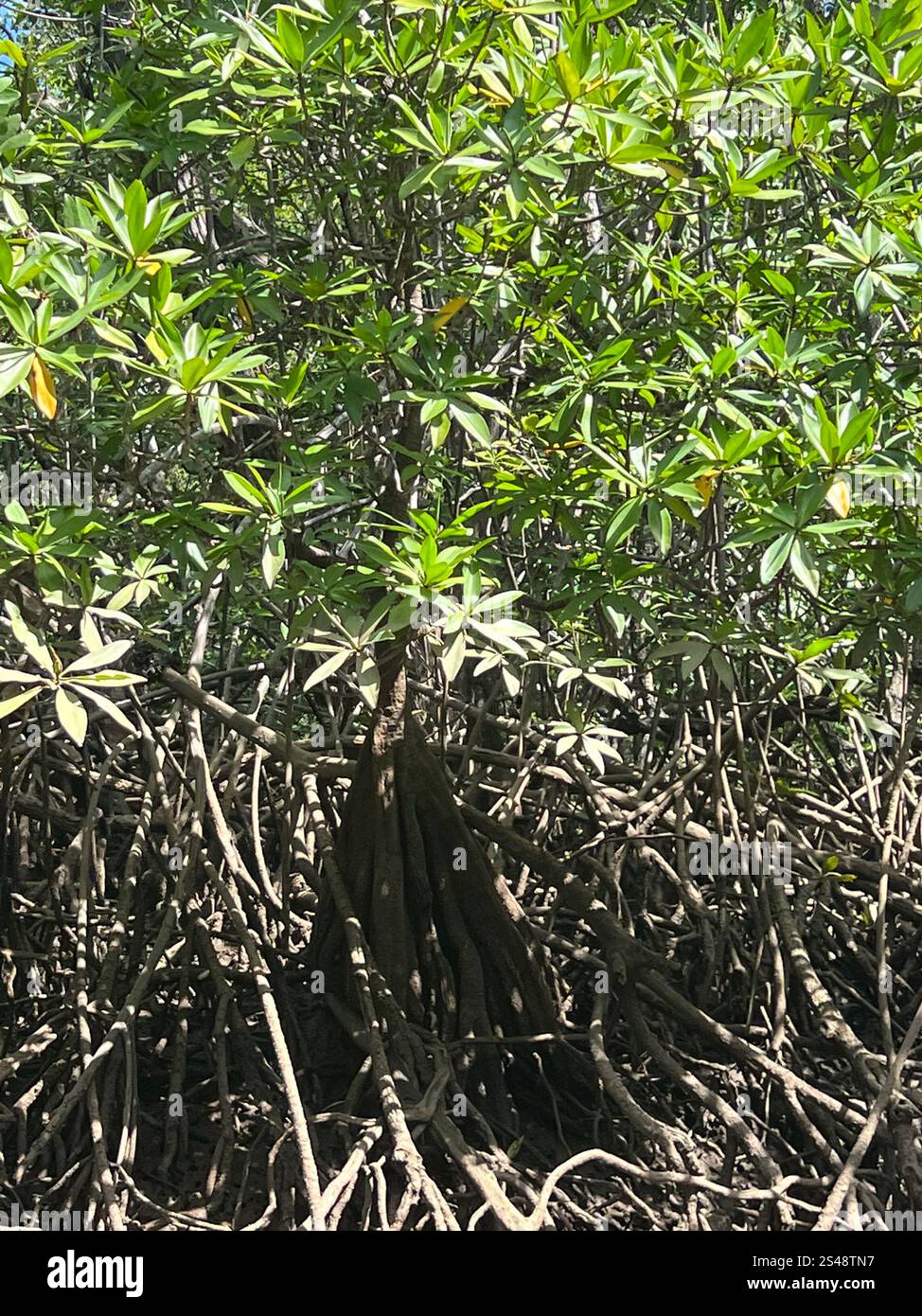 red mangrove (Rhizophora mangle Stock Photo - Alamy