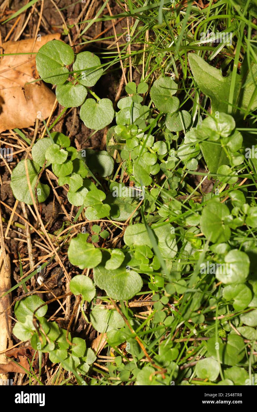 hairy bittercress (Cardamine hirsuta Stock Photo - Alamy