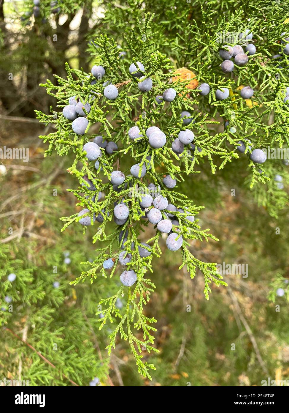 Ashe juniper (Juniperus ashei Stock Photo - Alamy