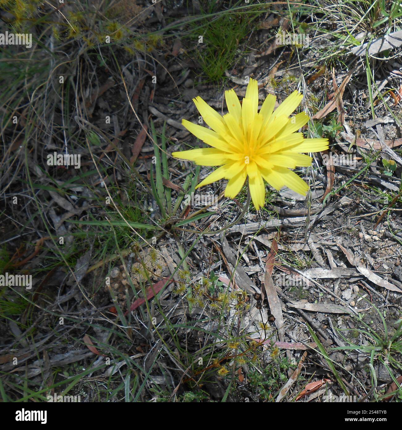 Murnong hi-res stock photography and images - Alamy