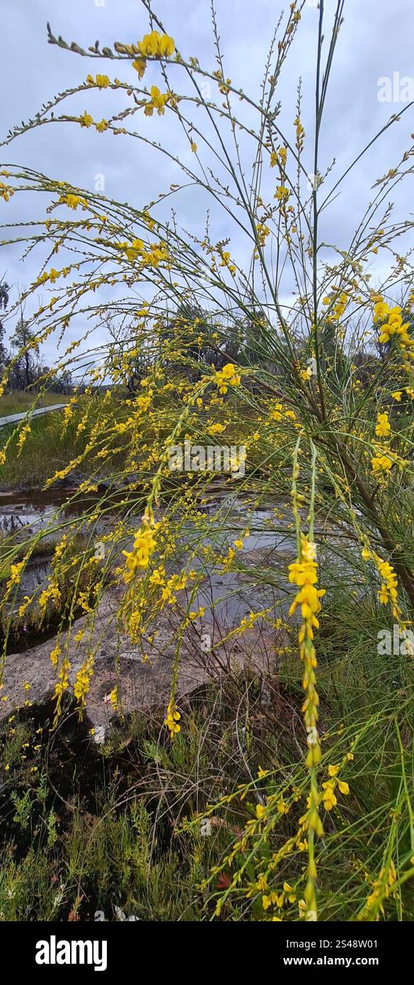 native broom (Viminaria juncea Stock Photo - Alamy