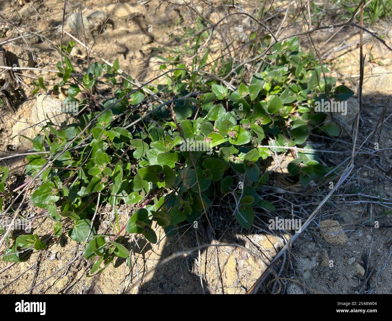 Wishbone Bush (Mirabilis laevis Stock Photo - Alamy