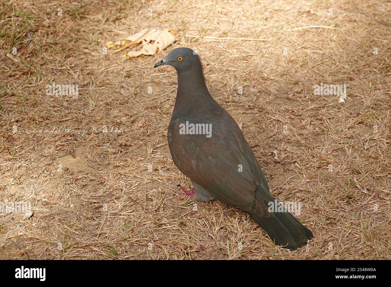 Christmas Imperial Pigeon (Ducula whartoni Stock Photo - Alamy