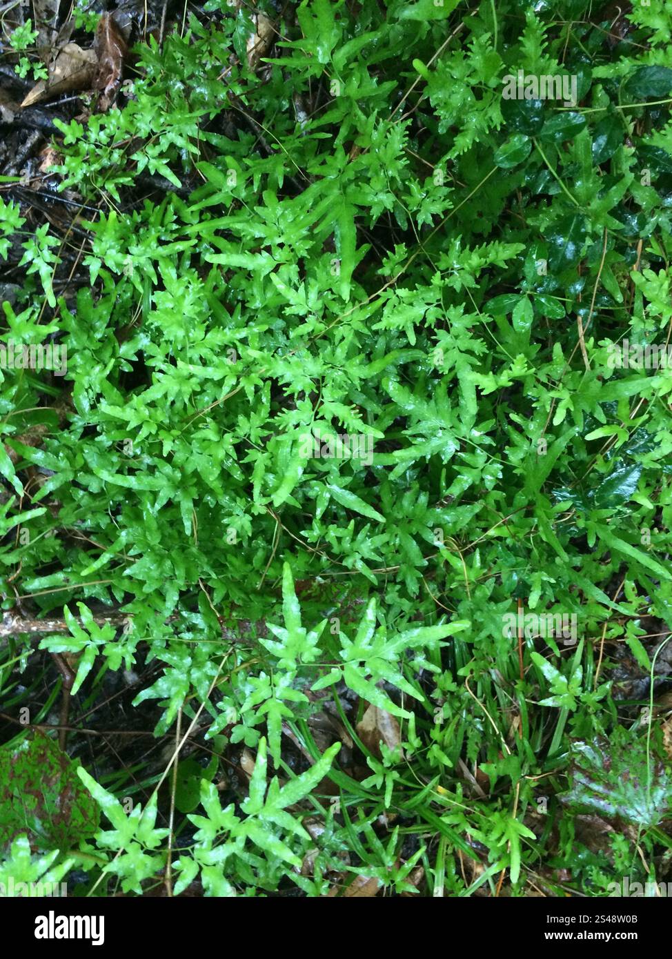 Japanese climbing fern (Lygodium japonicum Stock Photo - Alamy