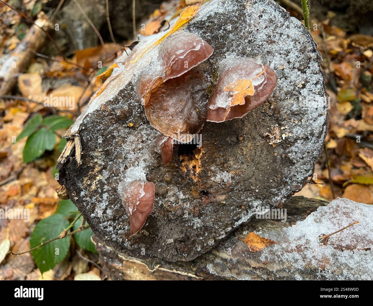Jelly Ear (Auricularia auricula-judae Stock Photo - Alamy