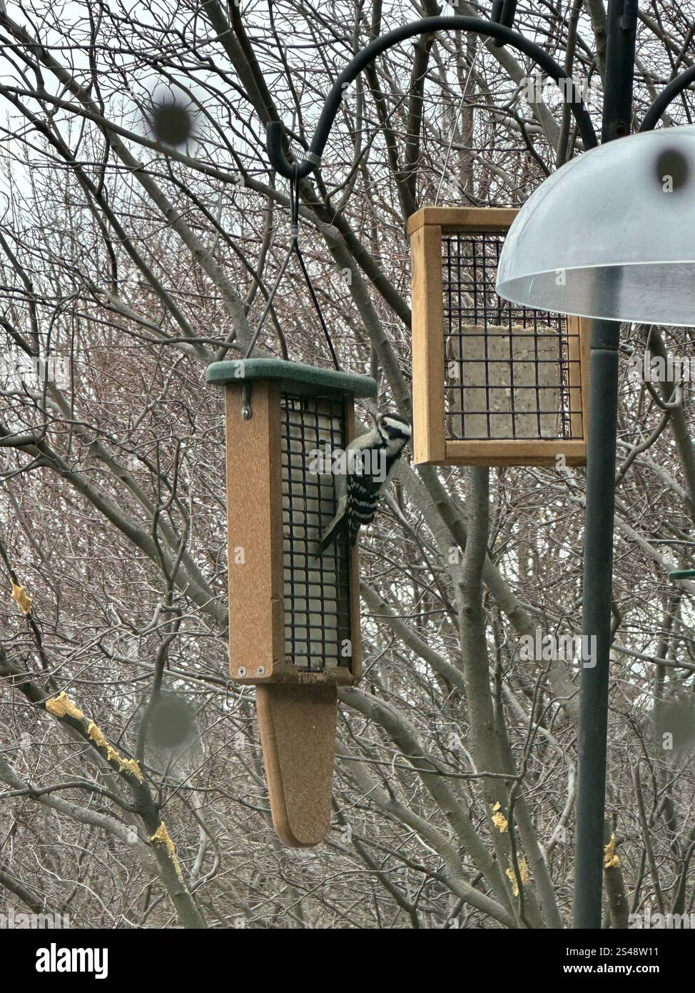 Downy Woodpecker (Dryobates pubescens Stock Photo - Alamy