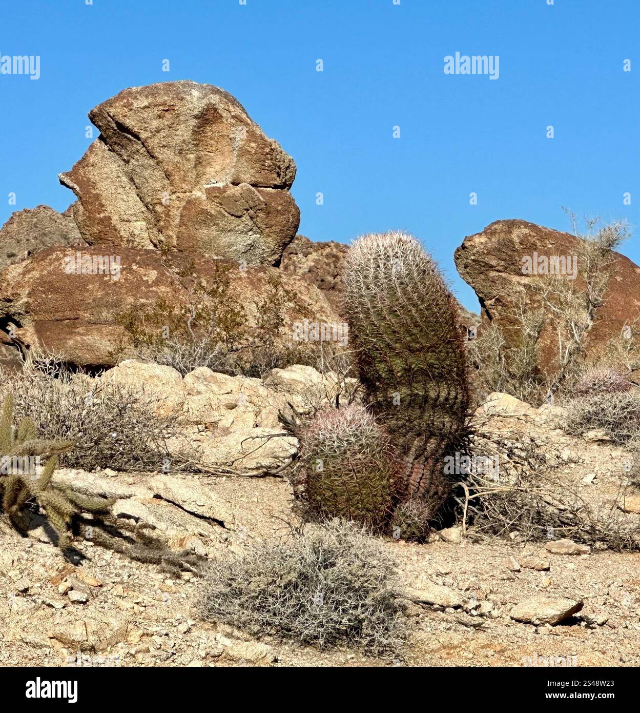 California Barrel Cactus (Ferocactus cylindraceus Stock Photo - Alamy