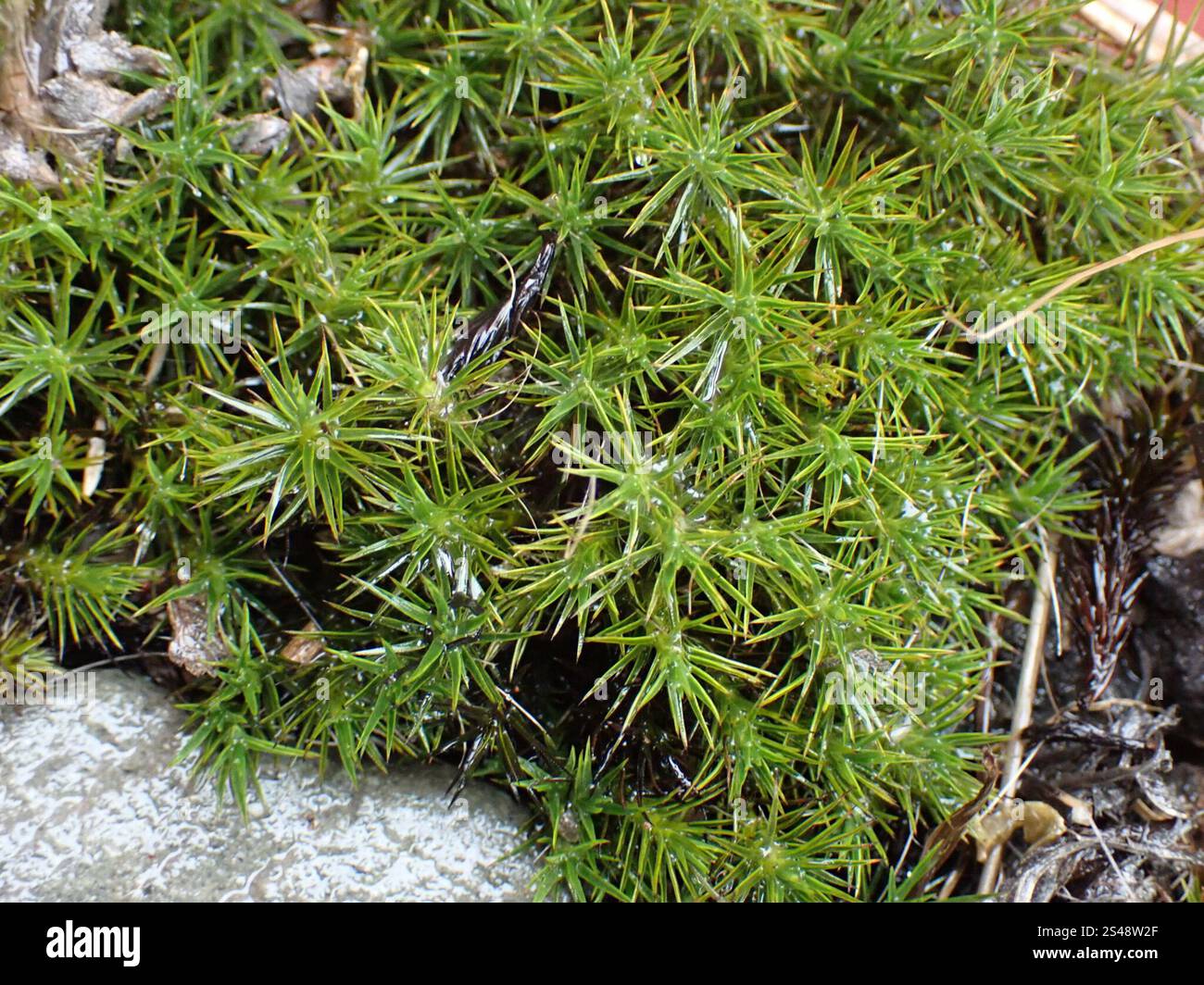 Bog Haircap Moss (Polytrichum strictum Stock Photo - Alamy