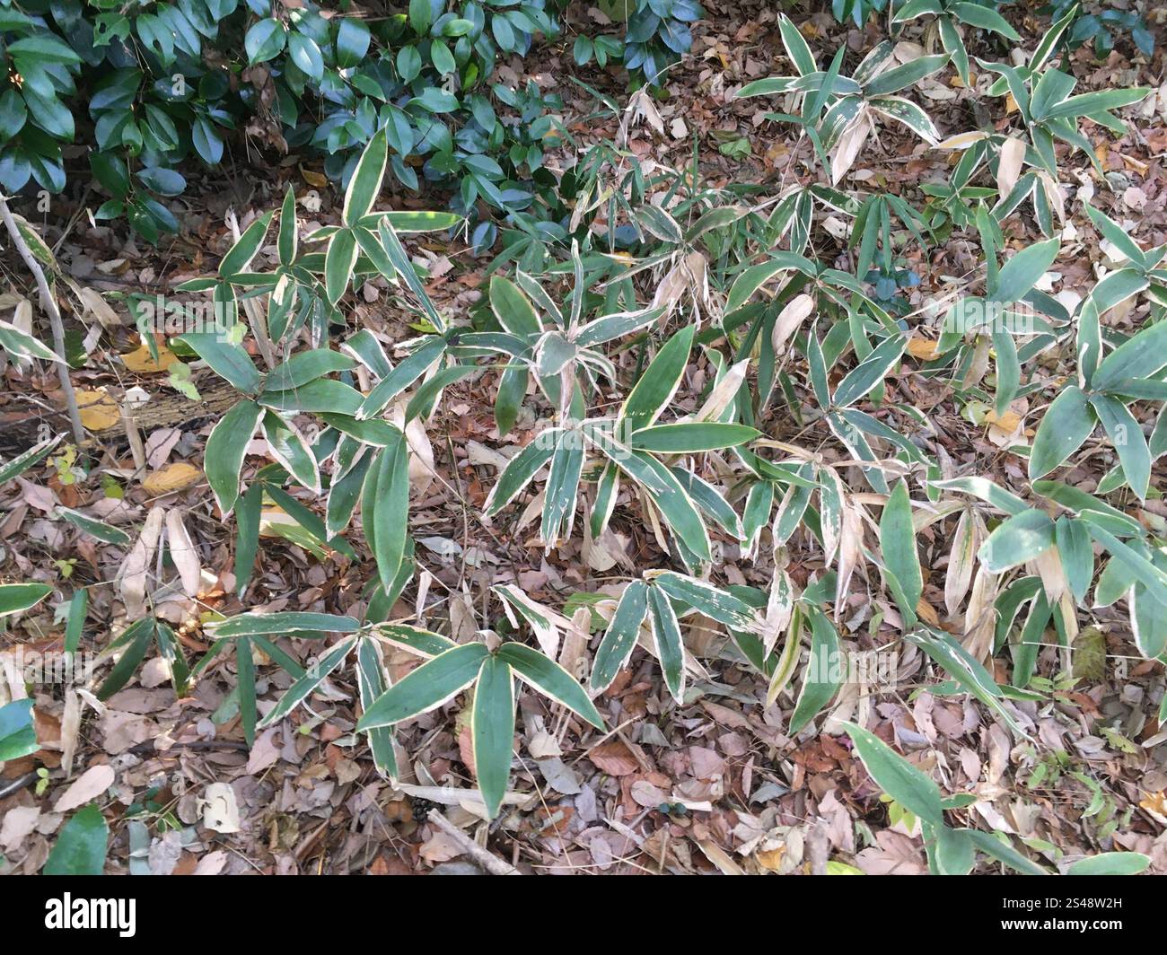 broad-leaved bamboos (Sasa Stock Photo - Alamy