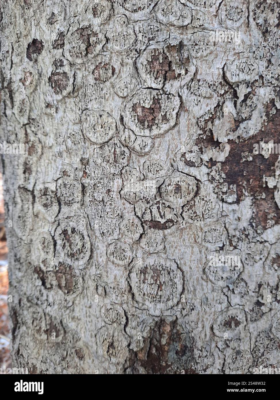 Beech Bark Canker Fungus (Neonectria faginata Stock Photo - Alamy