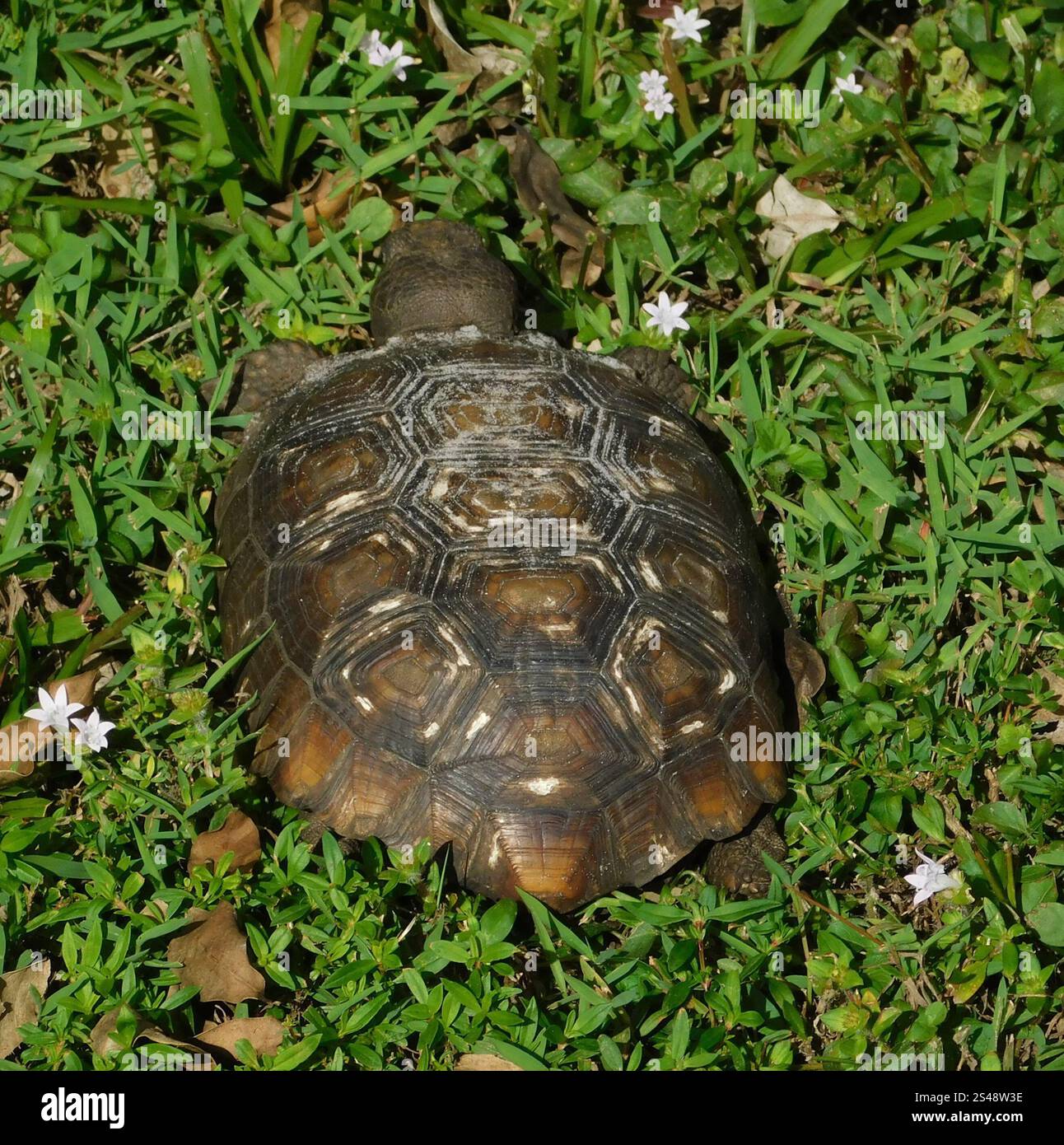 Gopher Tortoise (Gopherus polyphemus Stock Photo - Alamy