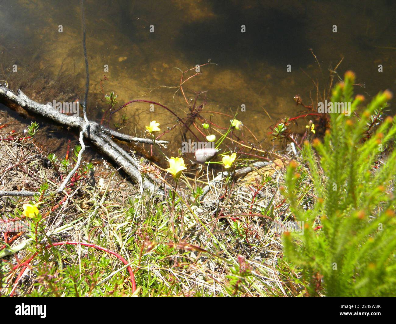 Yellow Oneye (Monopsis lutea Stock Photo - Alamy