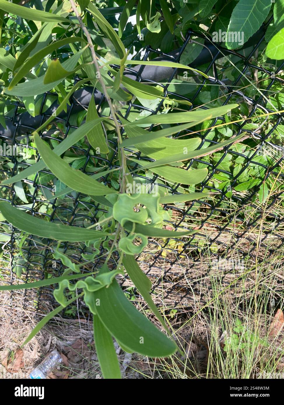 Earpod Wattle (Acacia auriculiformis Stock Photo - Alamy