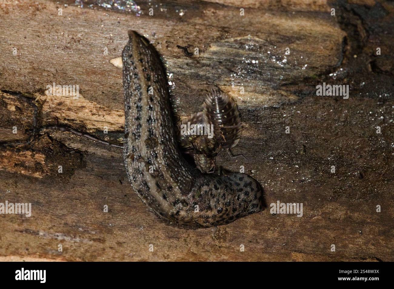 Leopard Slug (Limax maximus Stock Photo - Alamy