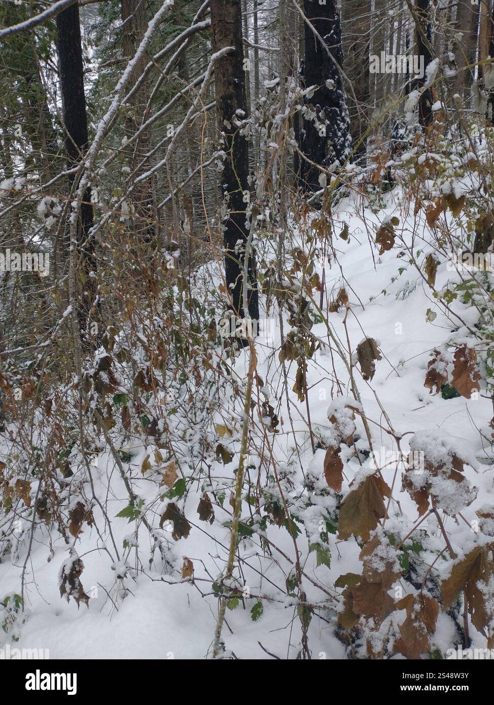 whitebark raspberry (Rubus leucodermis Stock Photo - Alamy
