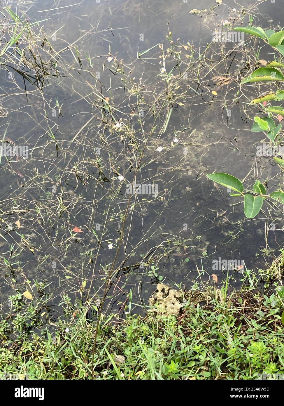 Bahaman aster (Symphyotrichum bahamense Stock Photo - Alamy