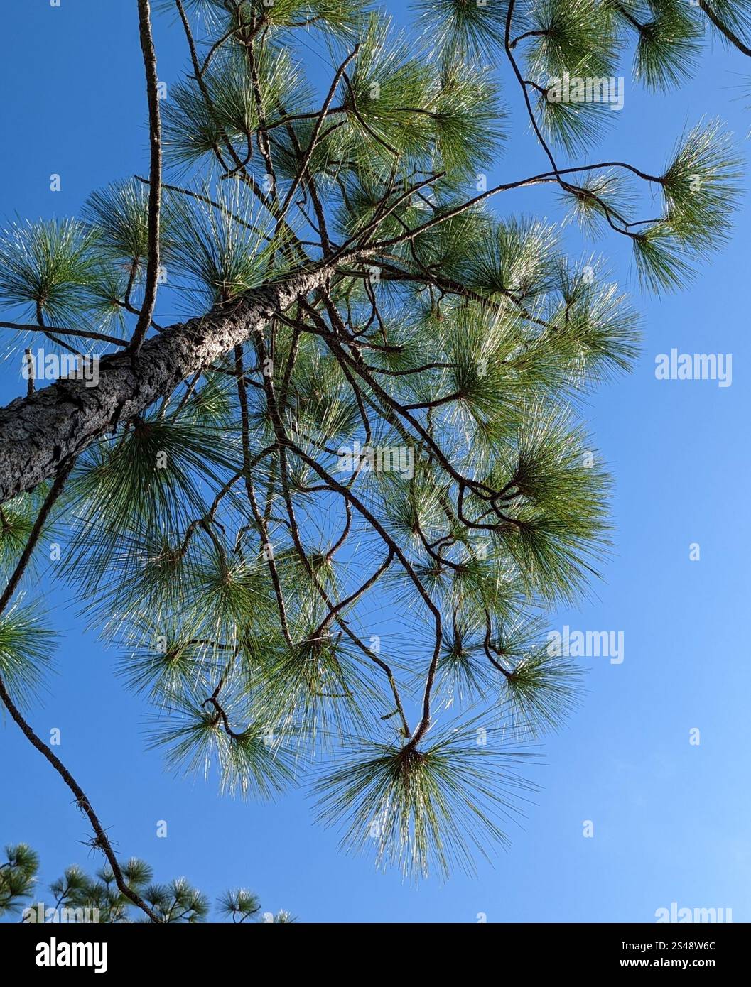 longleaf pine (Pinus palustris Stock Photo - Alamy