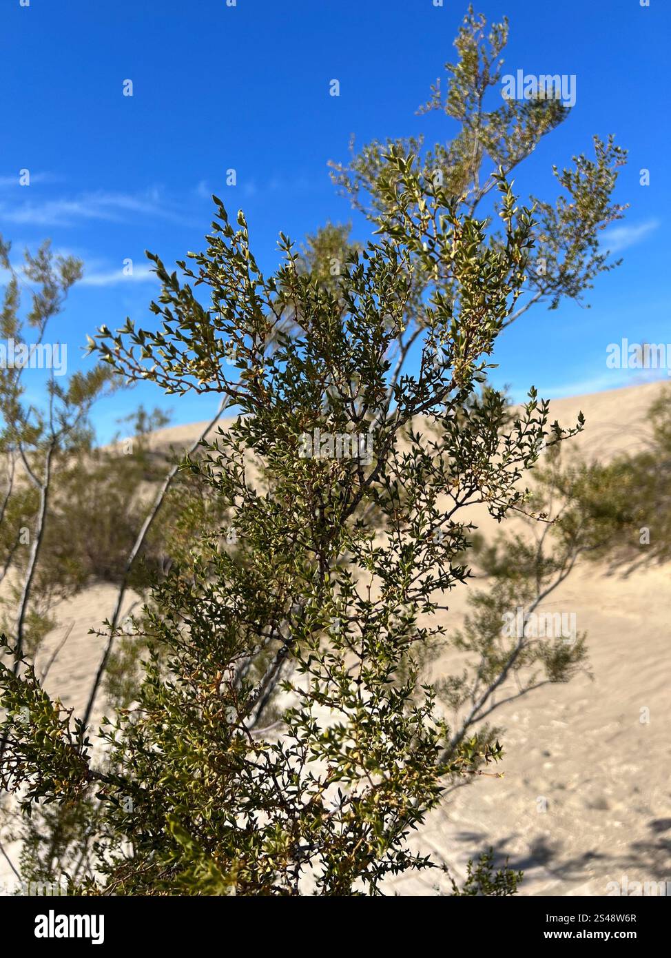 Creosote Bush (Larrea tridentata Stock Photo - Alamy