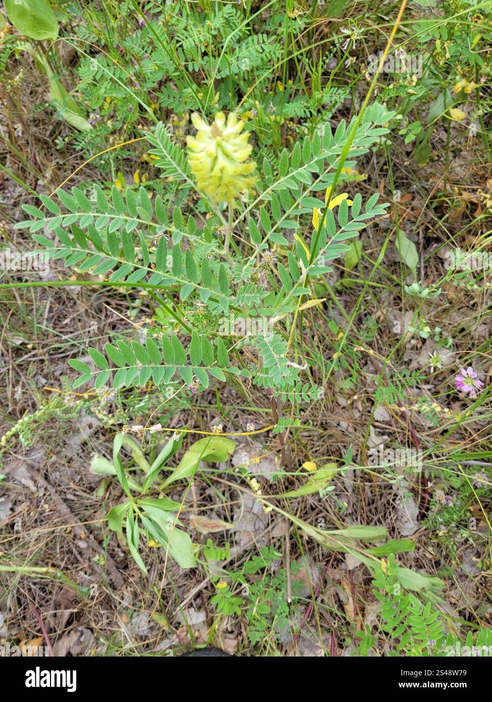 Canadian milkvetch (Astragalus canadensis Stock Photo - Alamy