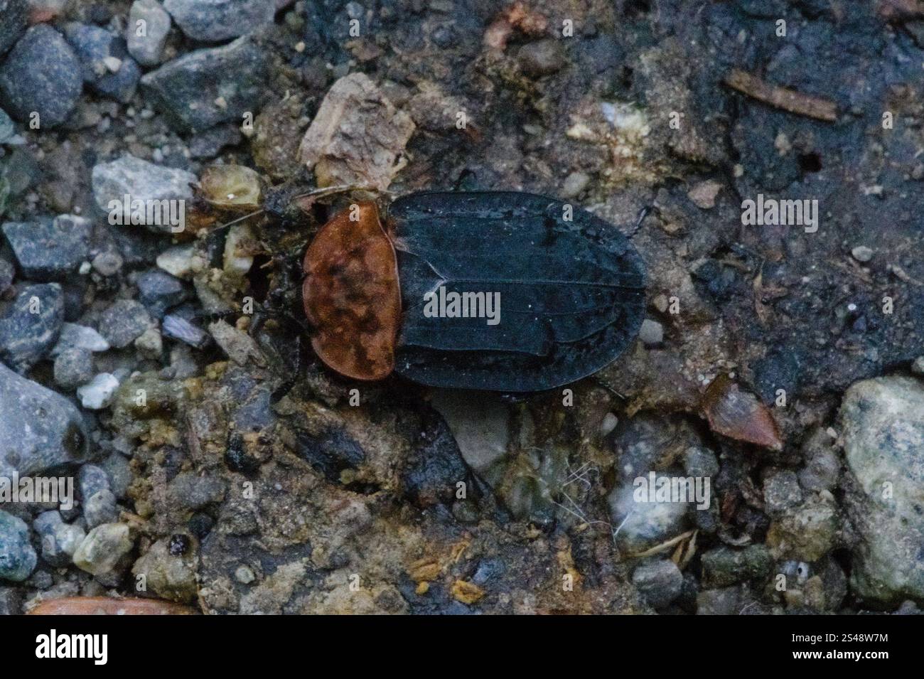 Red-breasted Carrion Beetle (Oiceoptoma thoracicum Stock Photo - Alamy