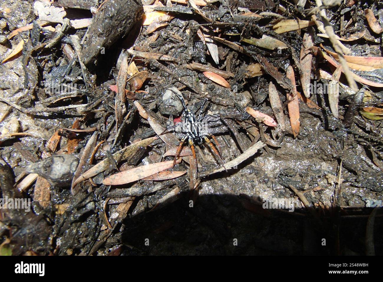 Spotted Ground Swift Spider (Nyssus coloripes Stock Photo - Alamy