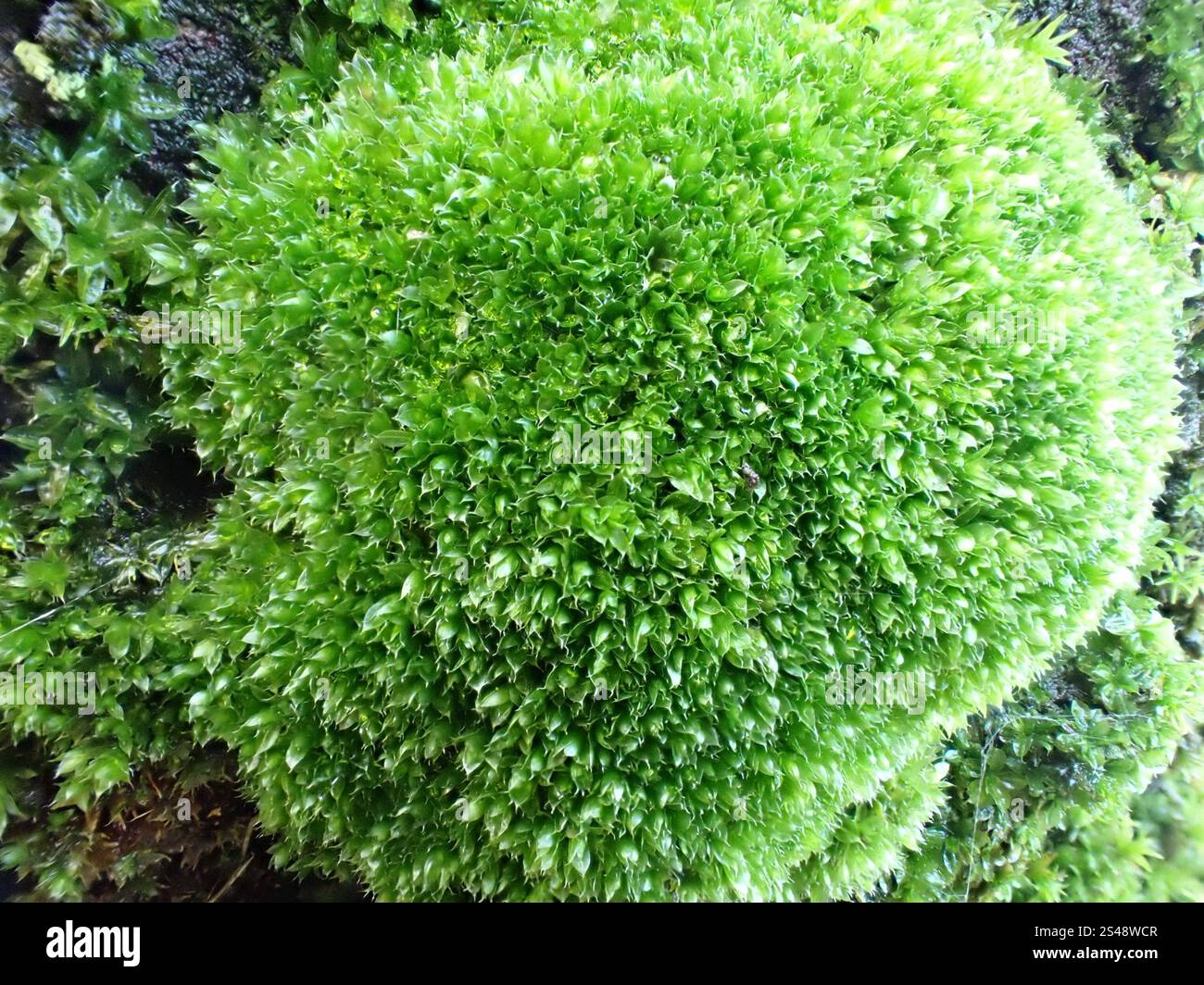Capillary Thread-moss (Ptychostomum capillare Stock Photo - Alamy