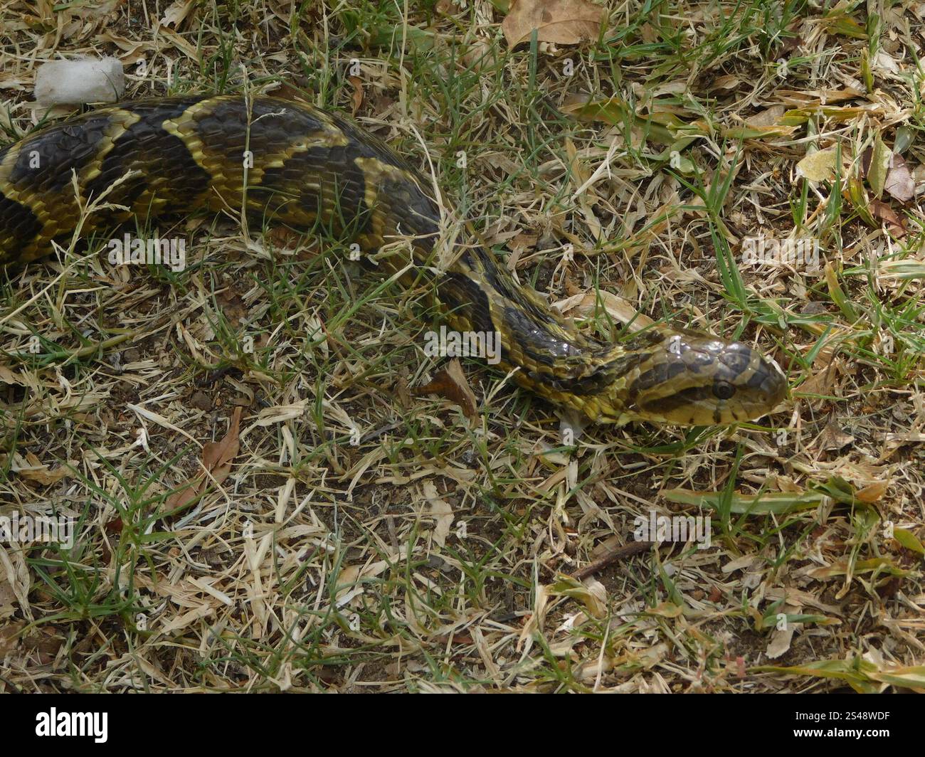 Wagler's Snake (Xenodon merremii Stock Photo - Alamy
