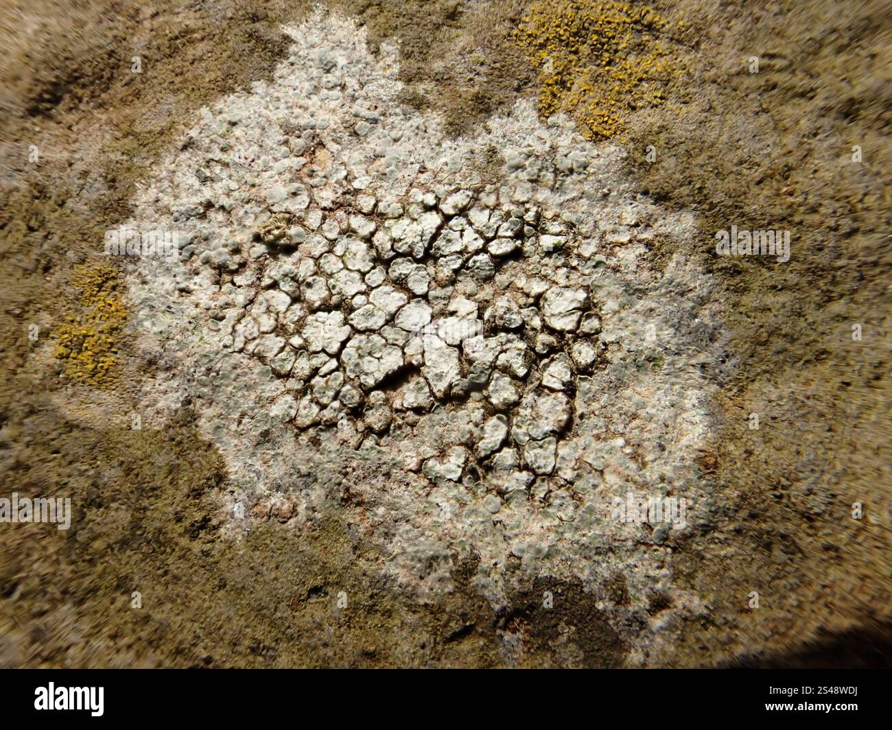 Chiseled Sunken Disk Lichen (Circinaria contorta Stock Photo - Alamy