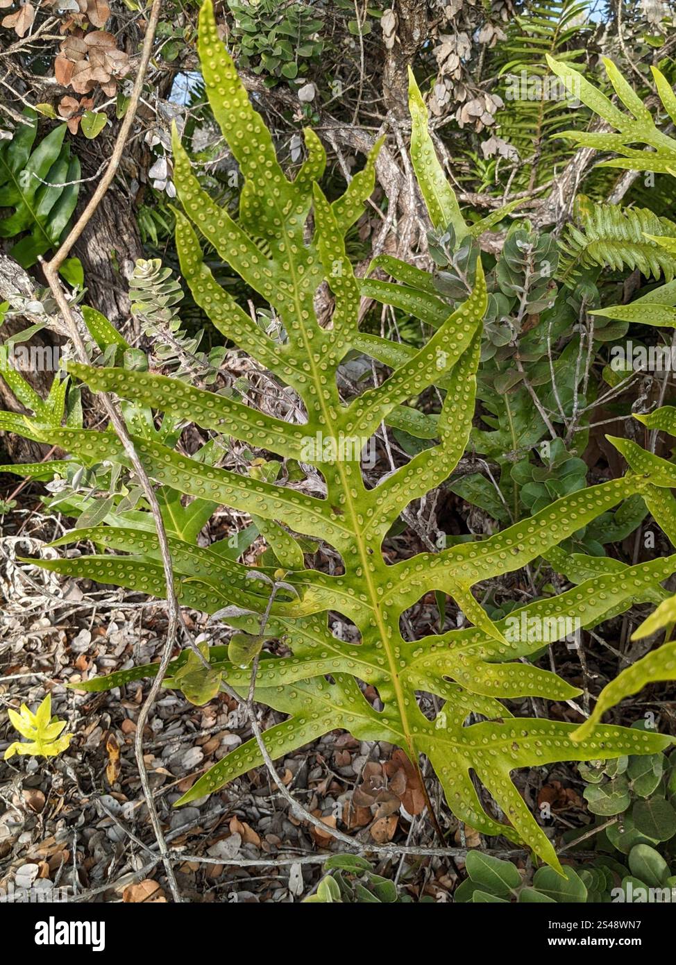 Musk Fern (Microsorum grossum Stock Photo - Alamy