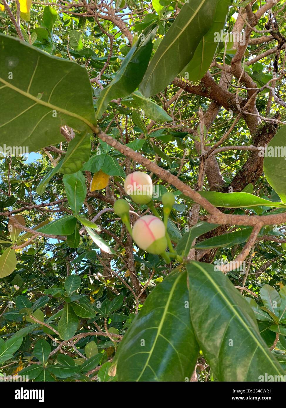 Fish Poison Tree (Barringtonia asiatica Stock Photo - Alamy