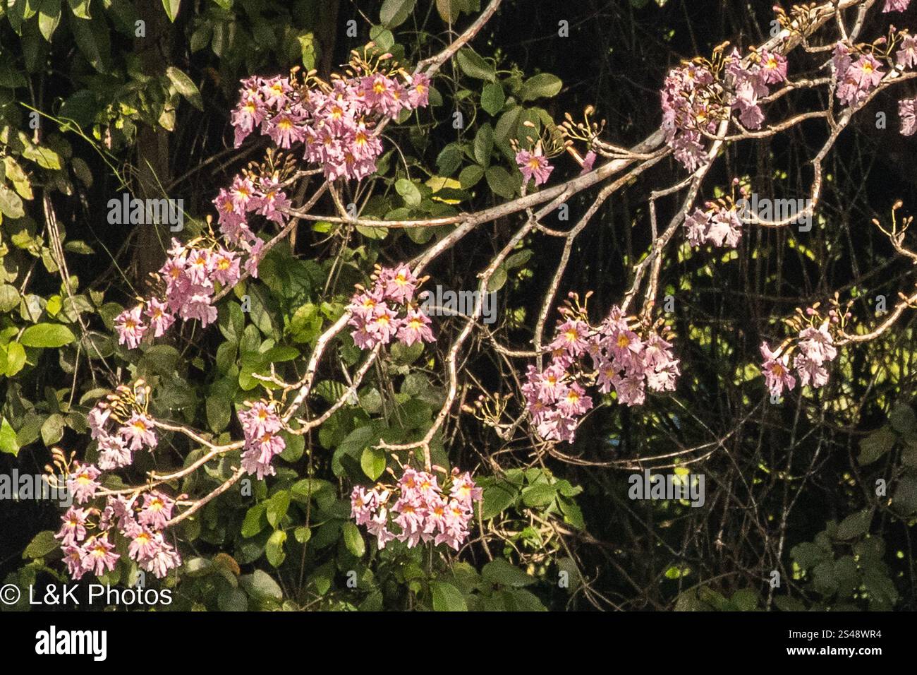 Pink poui (Tabebuia rosea Stock Photo - Alamy
