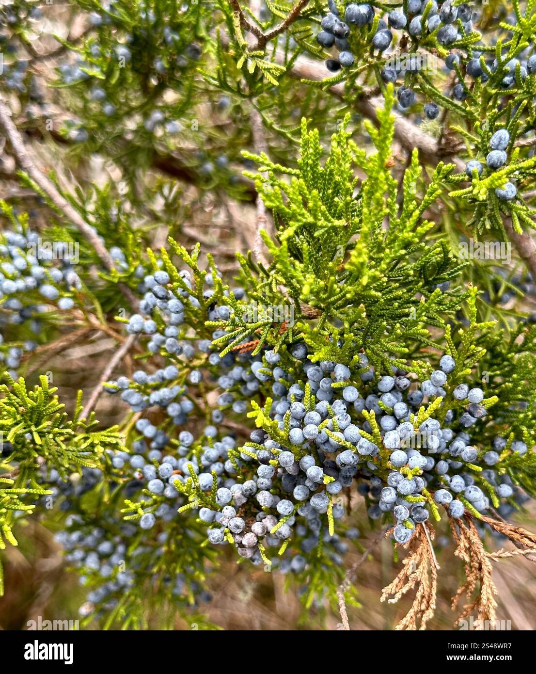 eastern redcedar (Juniperus virginiana Stock Photo - Alamy