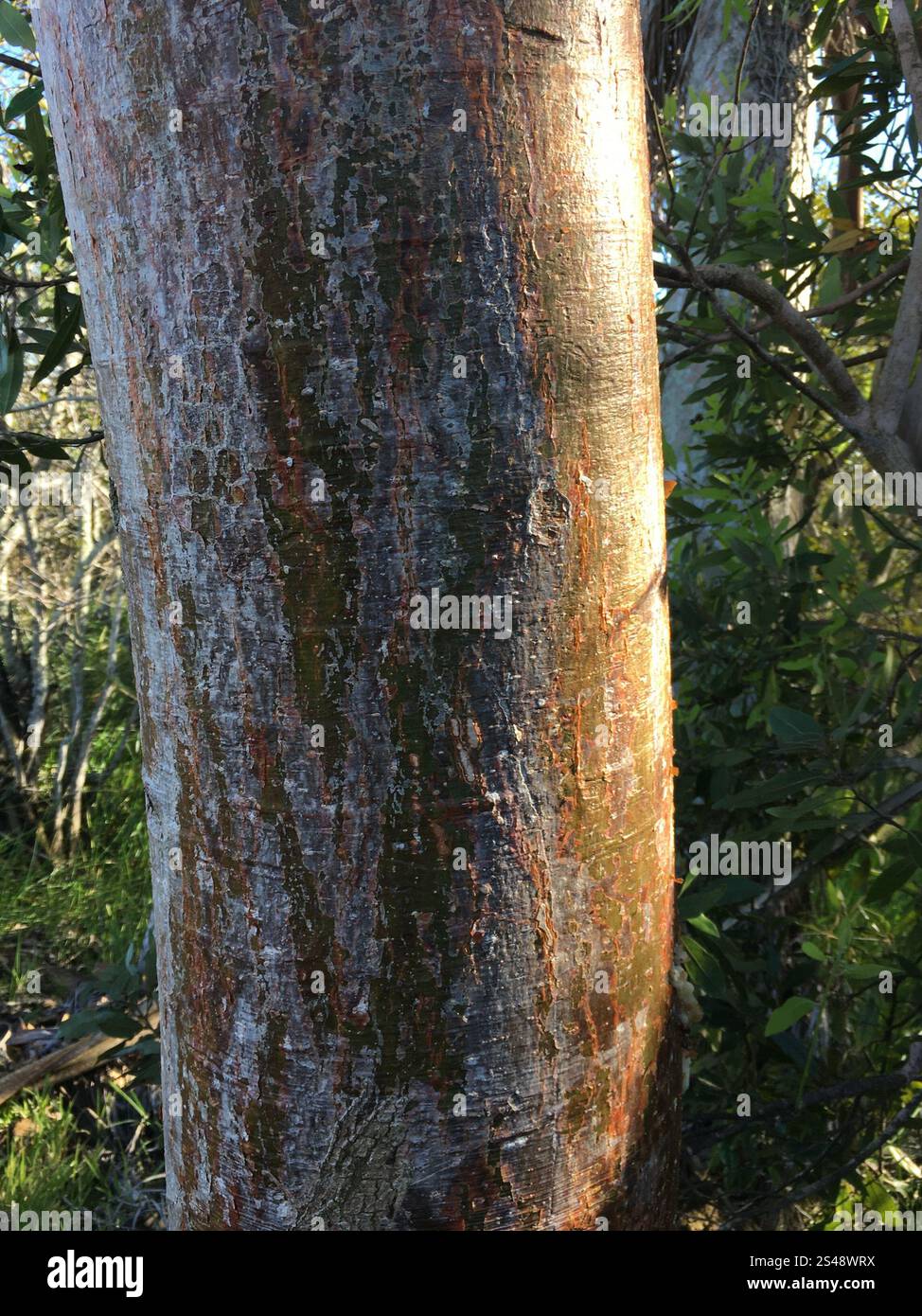 Gumbo Limbo (Bursera simaruba Stock Photo - Alamy
