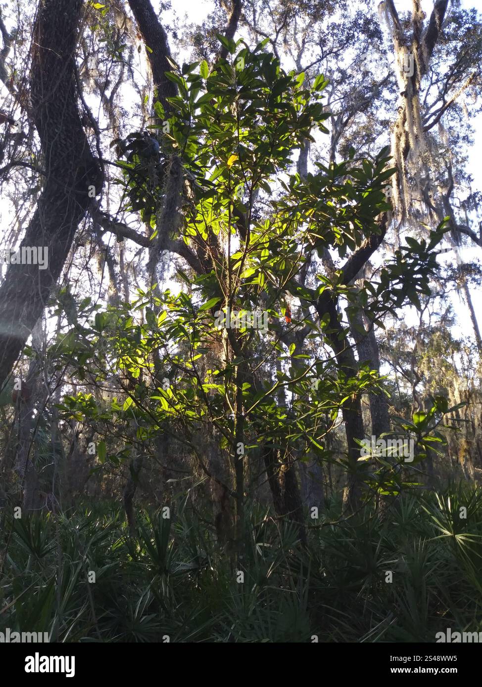 southern magnolia (Magnolia grandiflora Stock Photo - Alamy