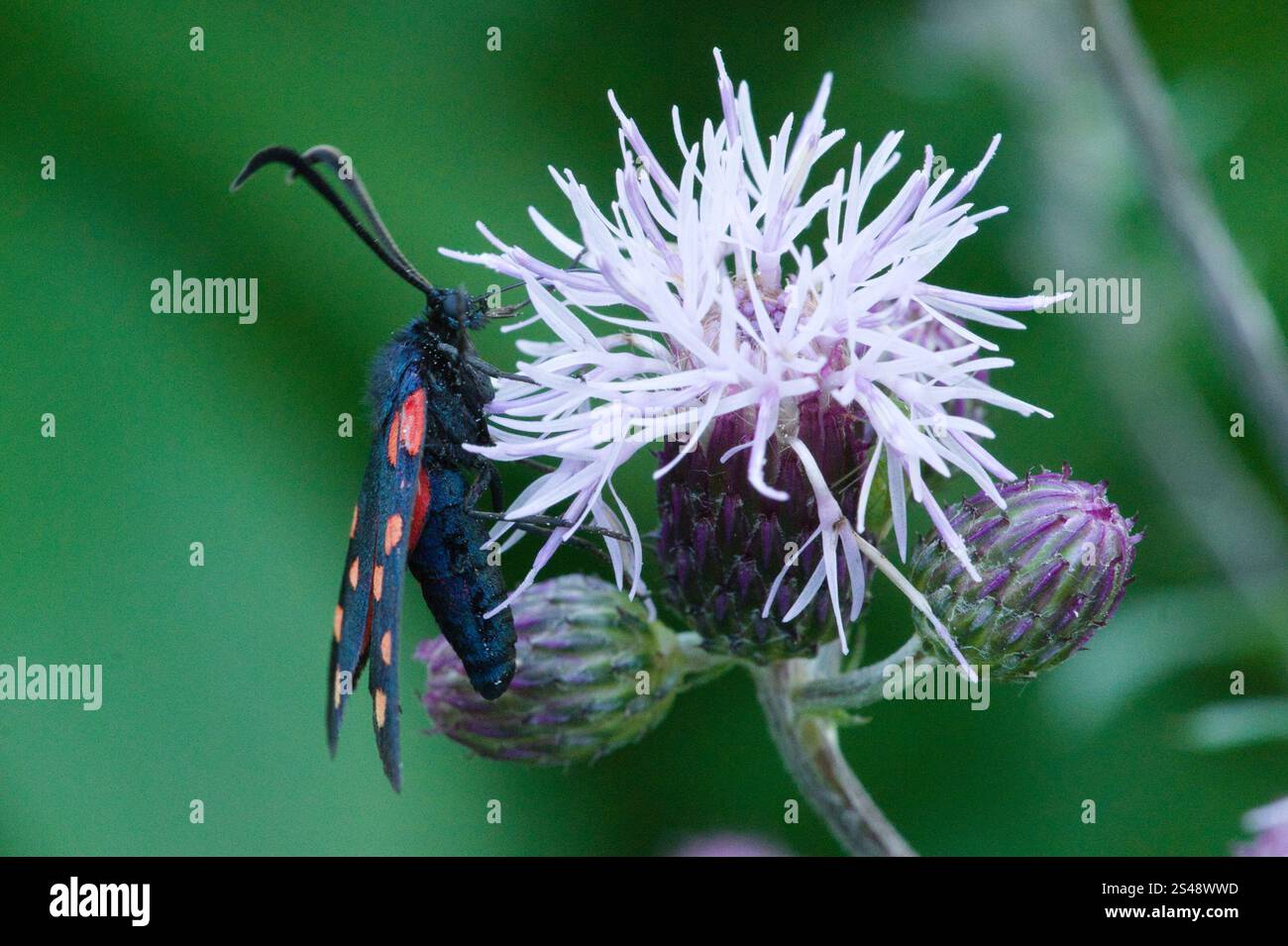 Transalpine burnet moth (Zygaena transalpina Stock Photo - Alamy