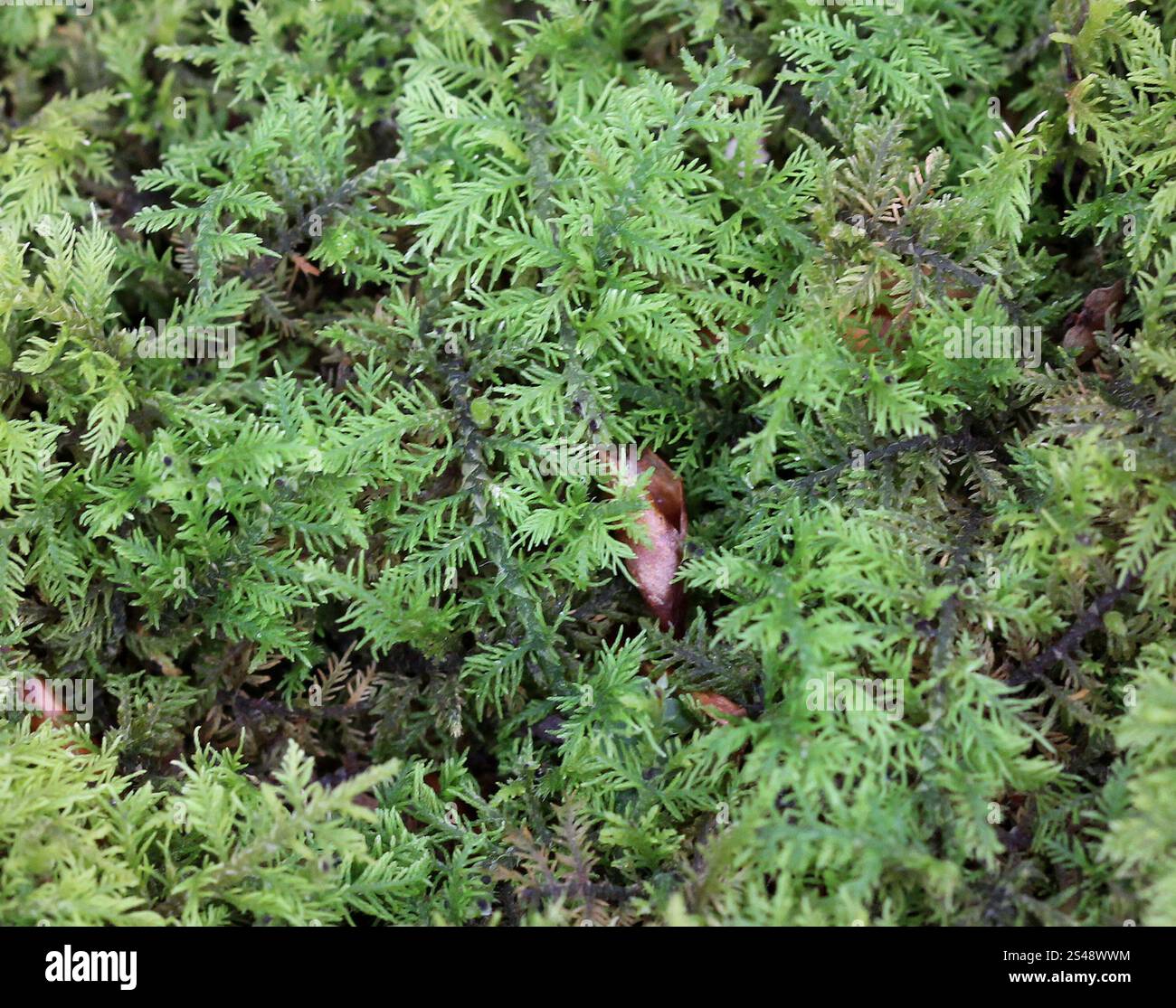 fern mosses (Thuidium Stock Photo - Alamy