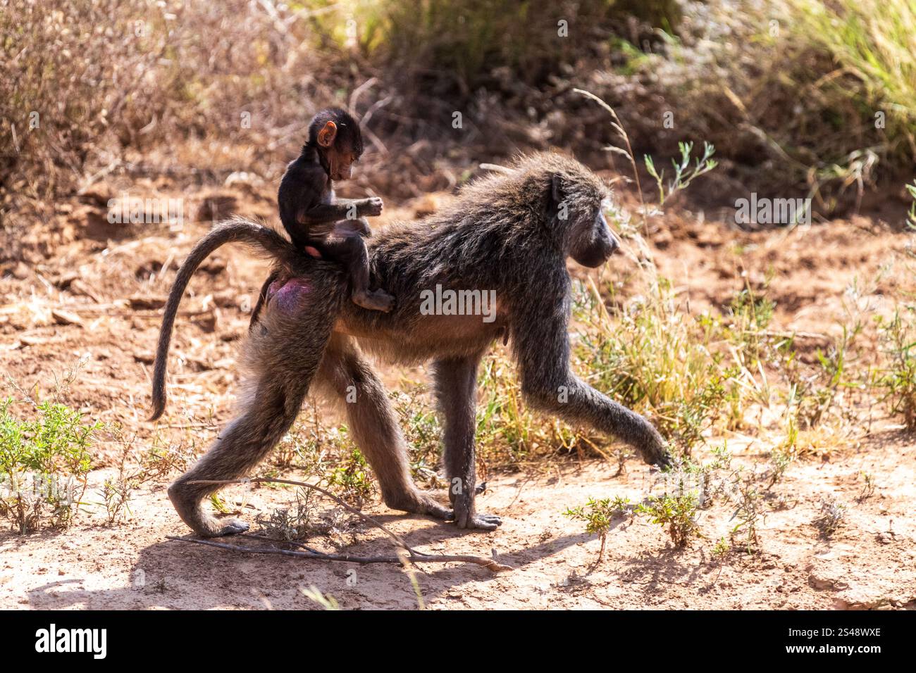 Close-up of an Olive Baboon -Papio Anubis- mother carrying her baby ...