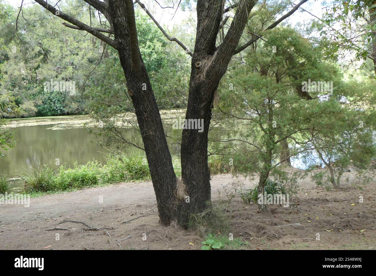 Swamp sheoak (Casuarina glauca Stock Photo - Alamy