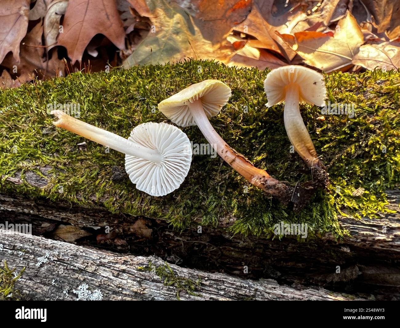 clustered bonnet (Mycena inclinata Stock Photo - Alamy
