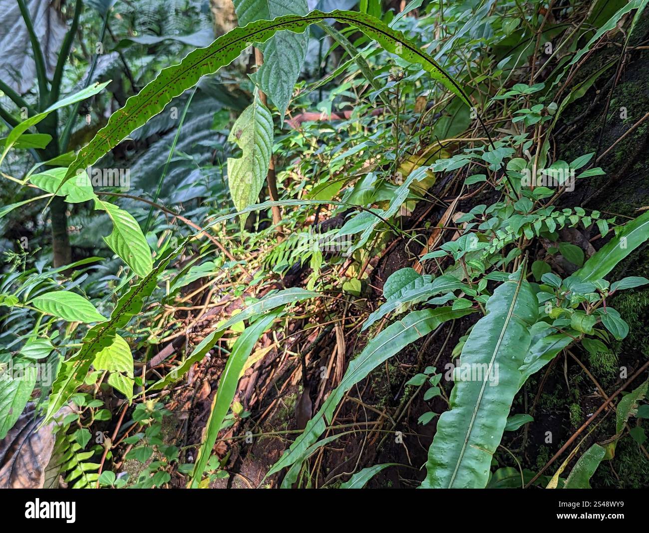 Oleander Fern (Oleandra articulata Stock Photo - Alamy