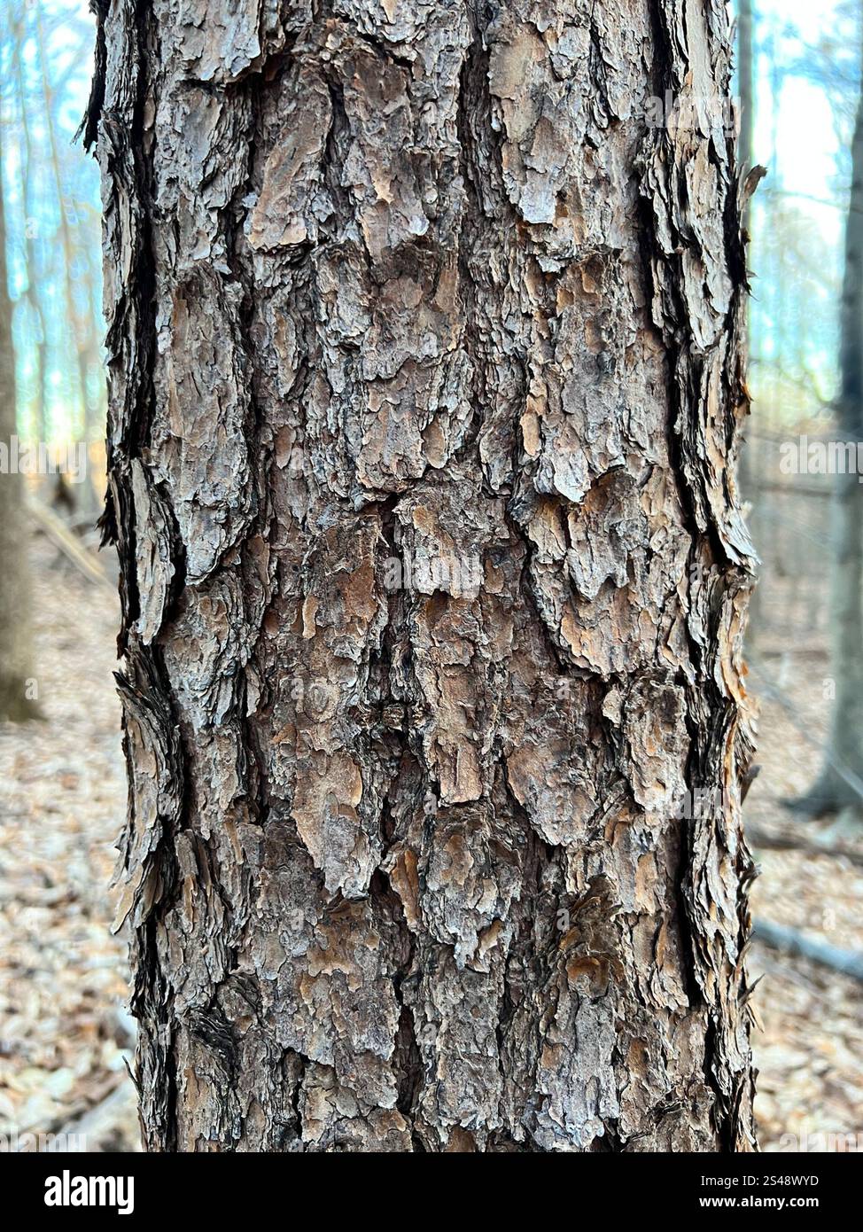 Virginia pine (Pinus virginiana Stock Photo - Alamy