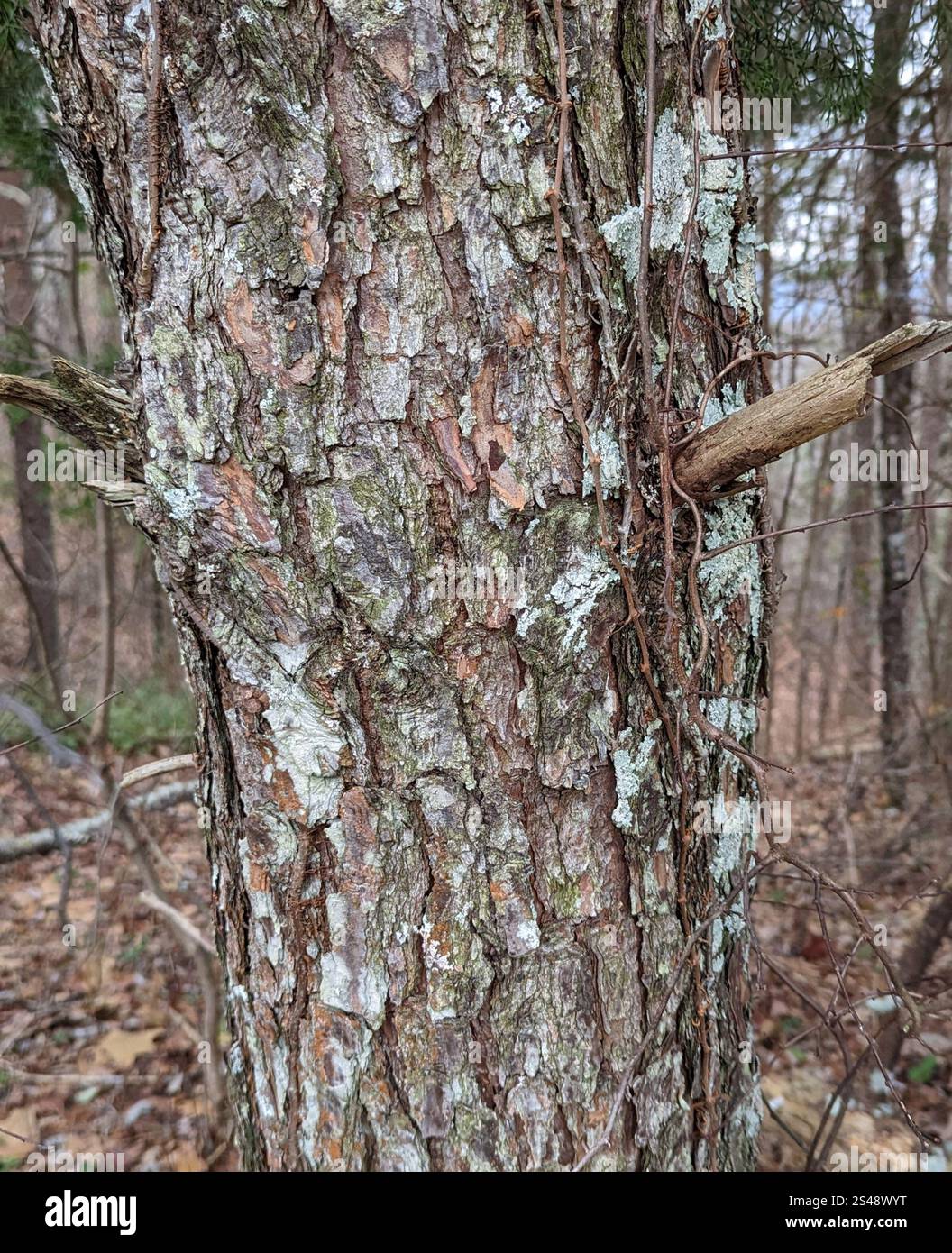 Virginia pine (Pinus virginiana Stock Photo - Alamy