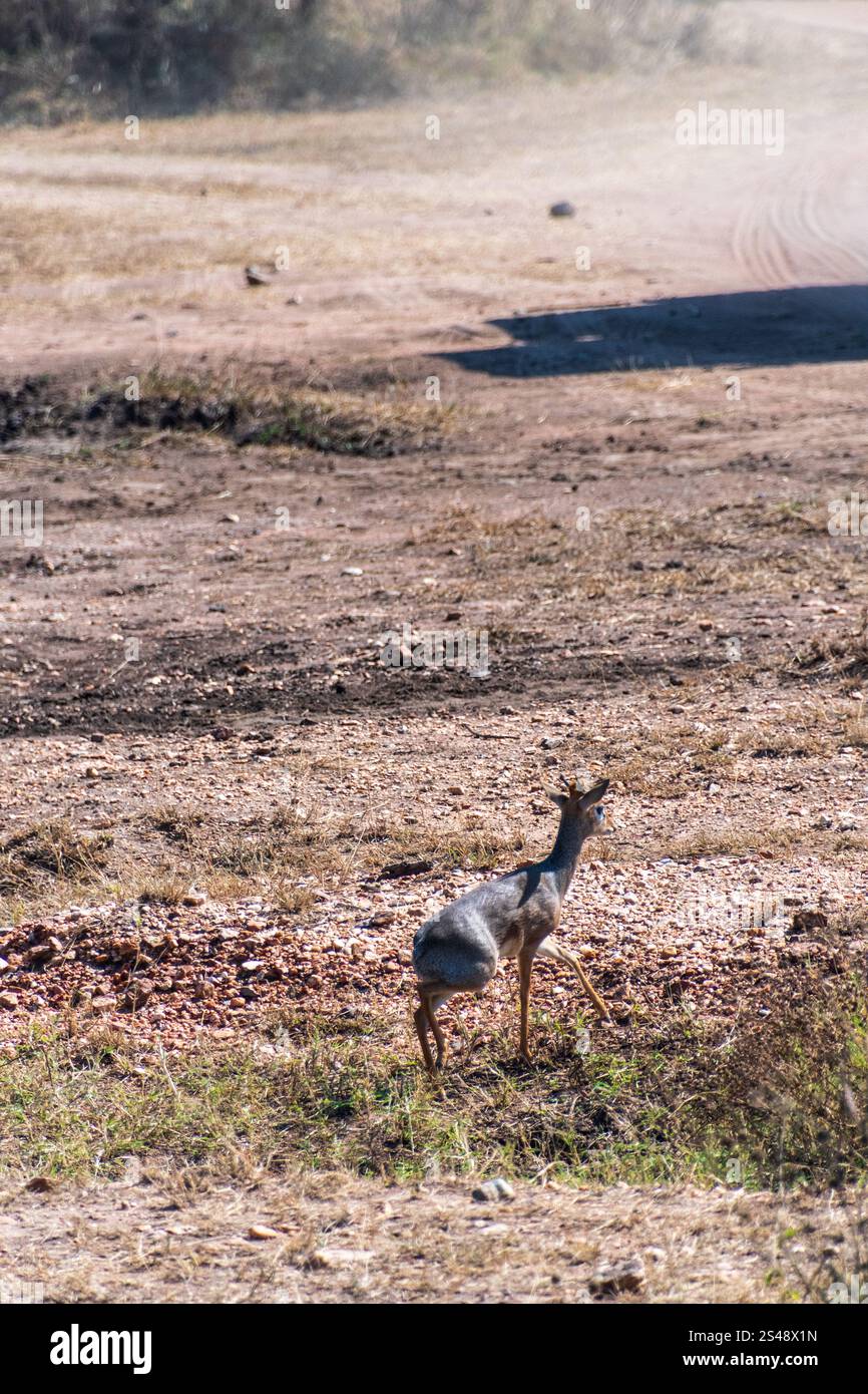 Telephoto of two Dik Diks - Madoqua kirkii- hiding in the bushes of the ...