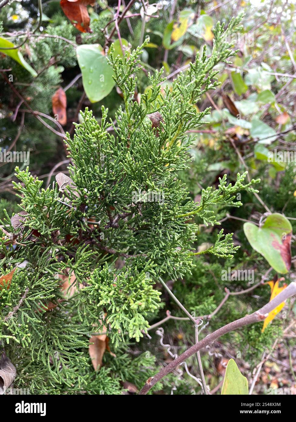 Ashe juniper (Juniperus ashei Stock Photo - Alamy